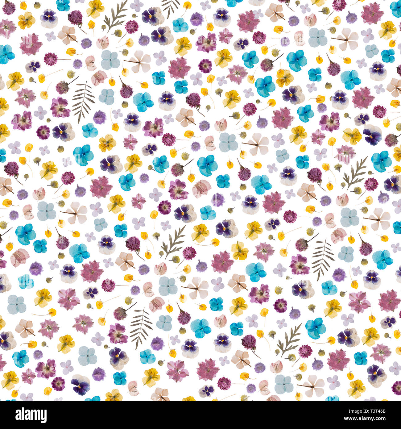 flat pressed dried flower pattern isolated on white background Stock ...