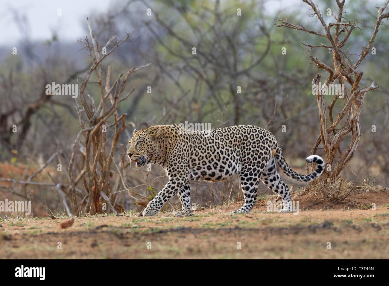 African leopard (Panthera pardus pardus), adult male going, Kruger ... African leopard (Panthera pardus pardus), adult male going, Kruger ...