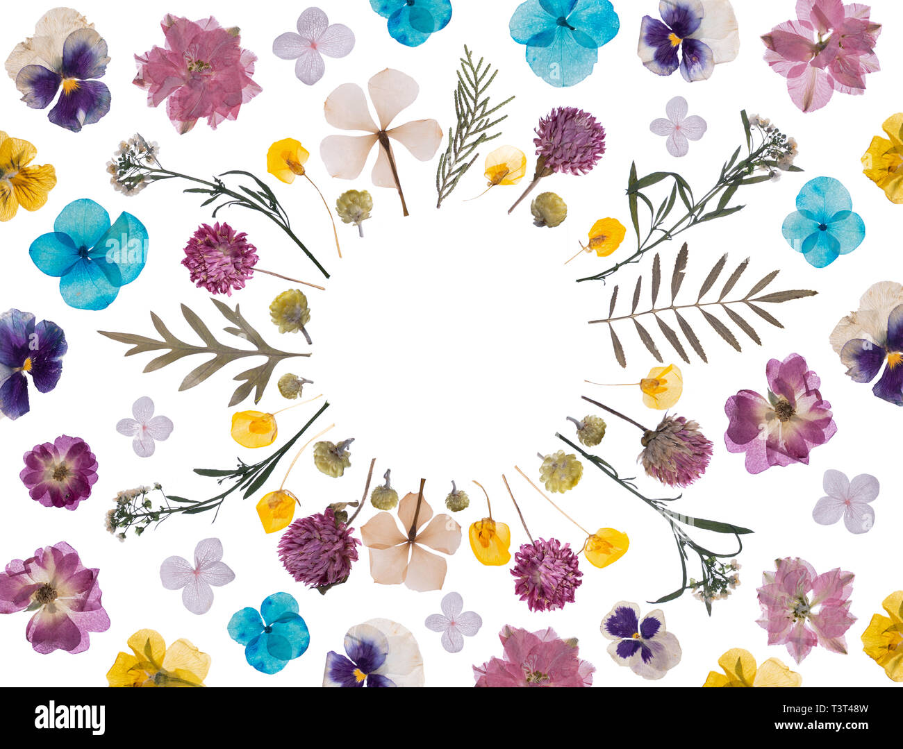 flat pressed dried flower pattern isolated on white background Stock ...