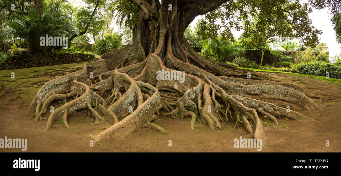 Elevated tree roots in park Stock Photo - Alamy
