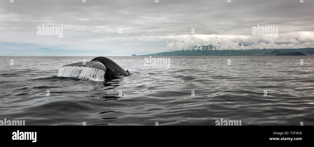 Whale tail splashing in ocean water Stock Photo - Alamy