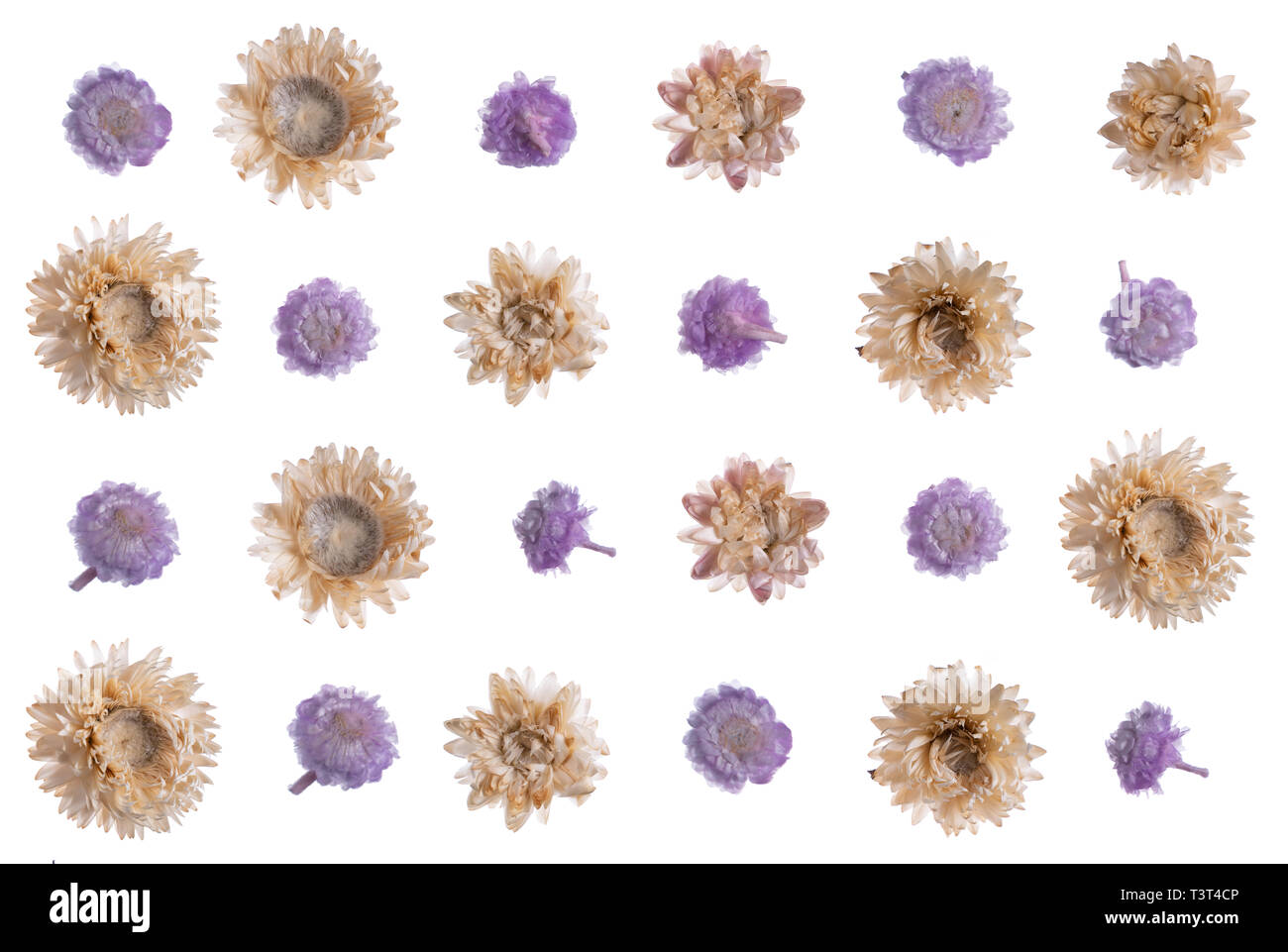 flat pressed dried flower pattern isolated on white background Stock ...