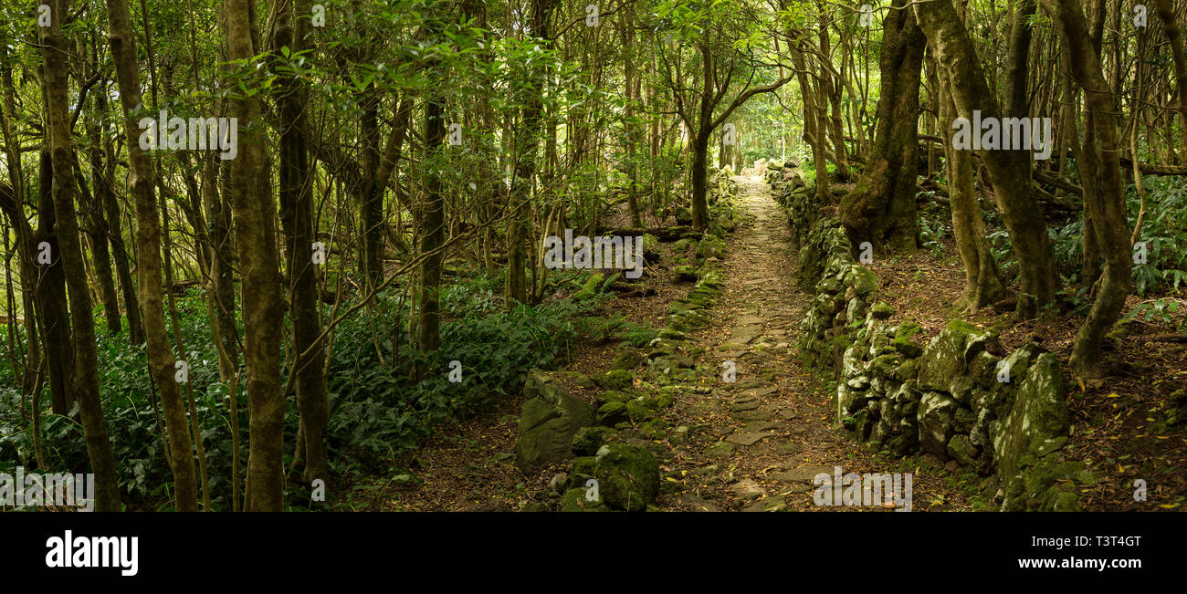 Dirt path through remote forest Stock Photo - Alamy