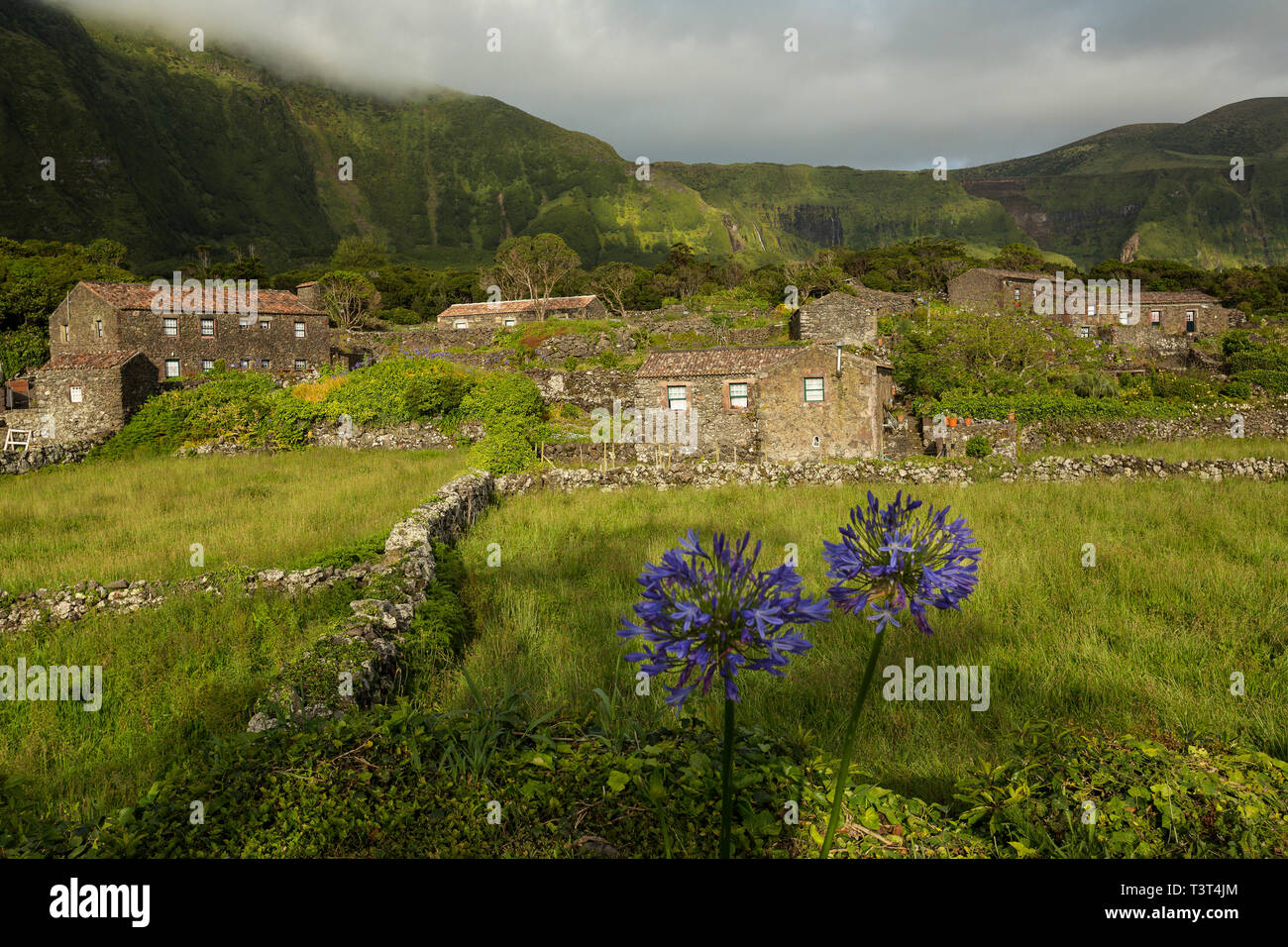 Field of flowers outside rural village Stock Photo - Alamy