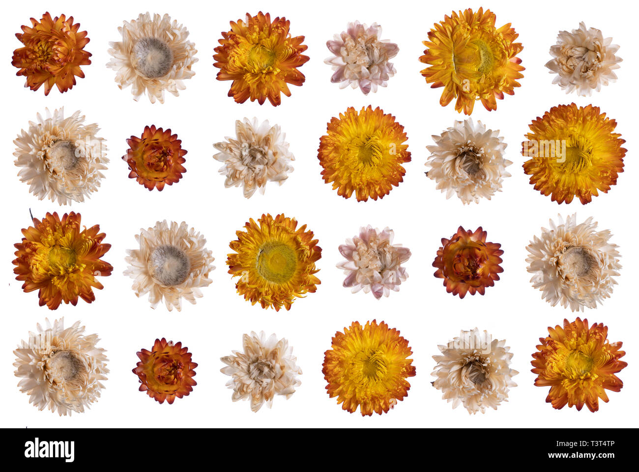 flat pressed dried flower pattern isolated on white background Stock ...