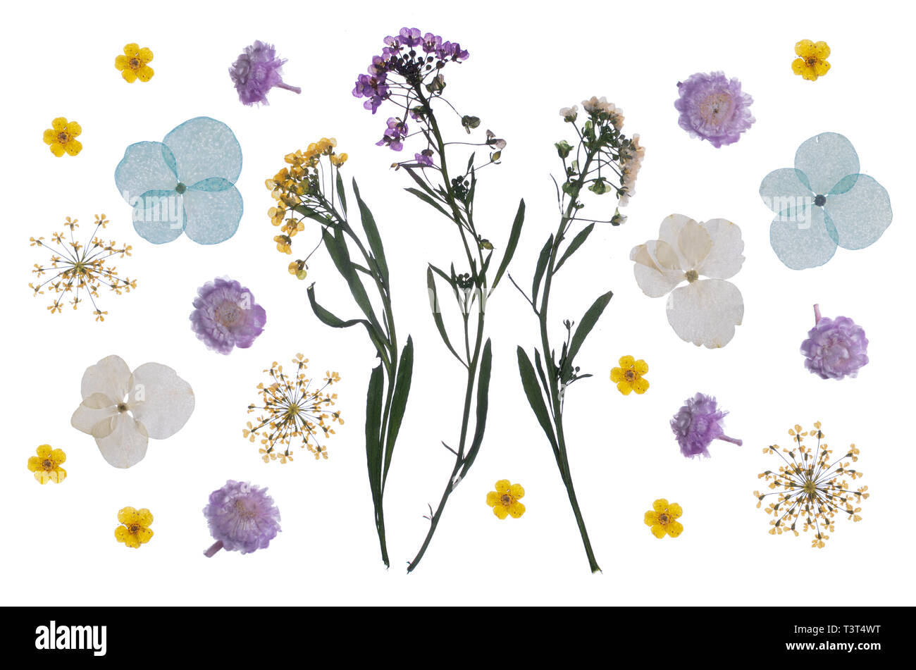 flat pressed dried flower pattern isolated on white background Stock ...