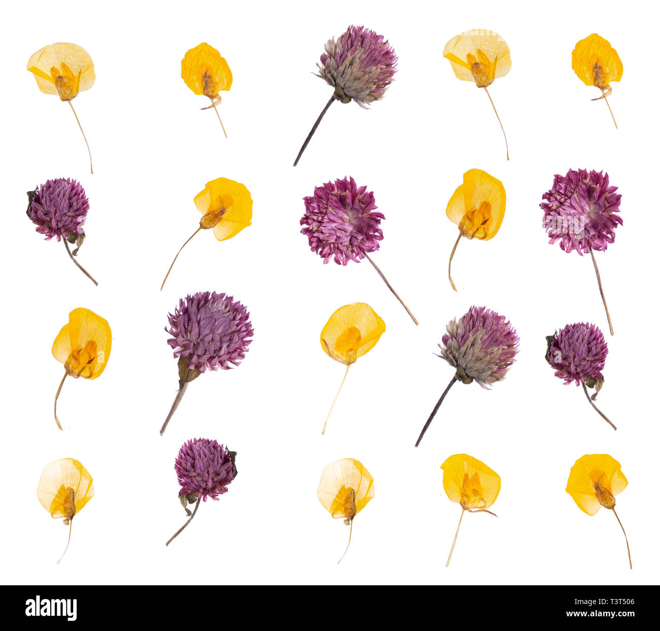 flat pressed dried flower pattern isolated on white background Stock ...