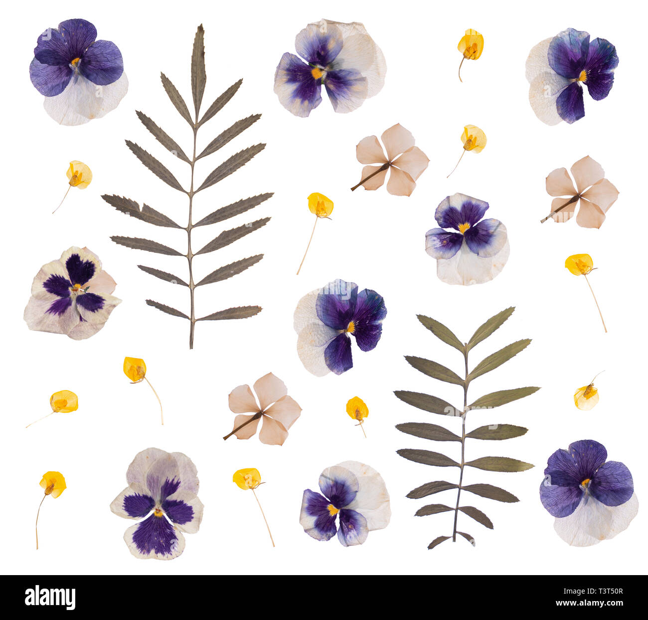 flat pressed dried flower pattern isolated on white background Stock ...