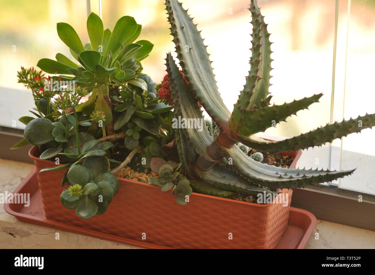 A plant in a quail Stock Photo - Alamy