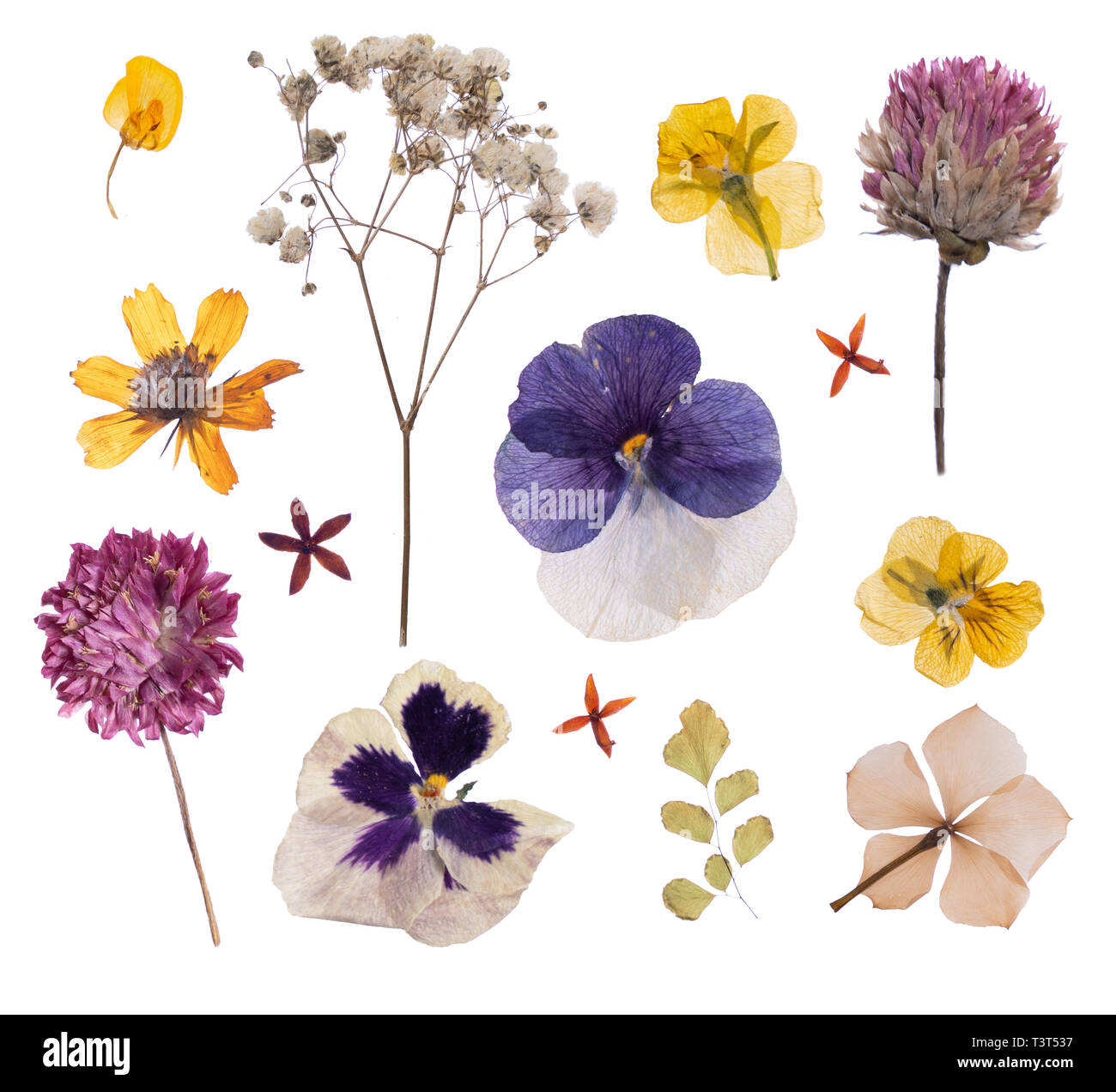 flat pressed dried flower pattern isolated on white background Stock ...