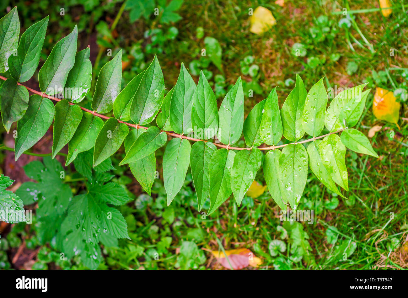 Oak sapling on white background hi-res stock photography and images - Alamy
