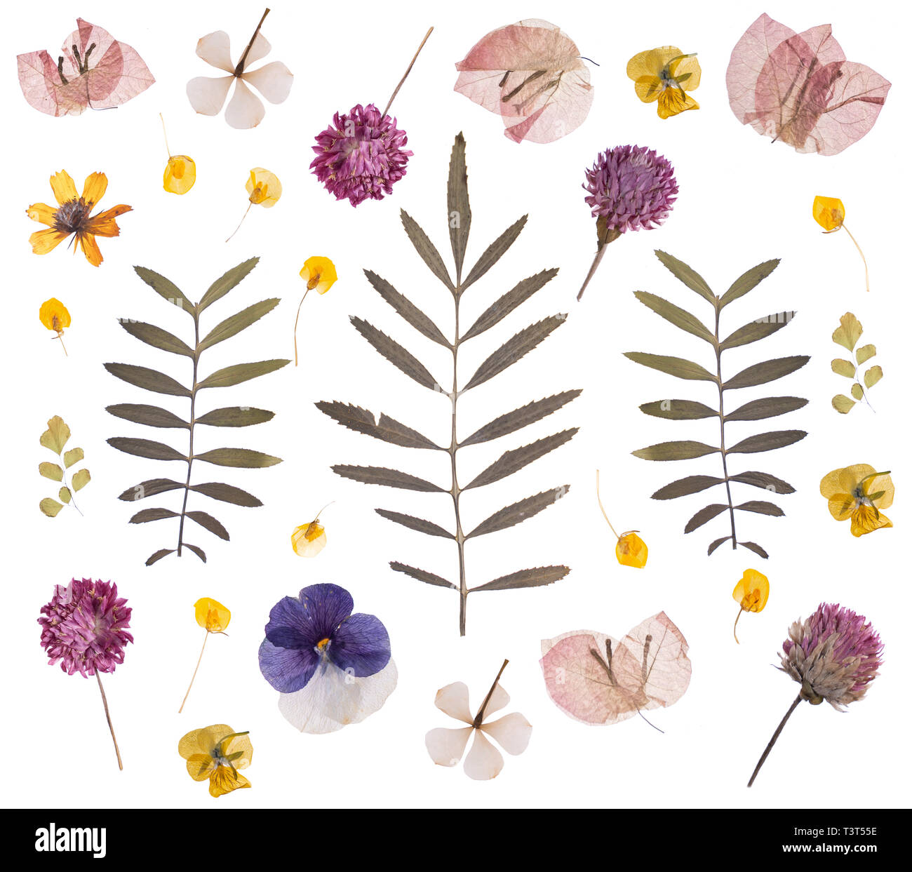 flat pressed dried flower pattern isolated on white background Stock ...