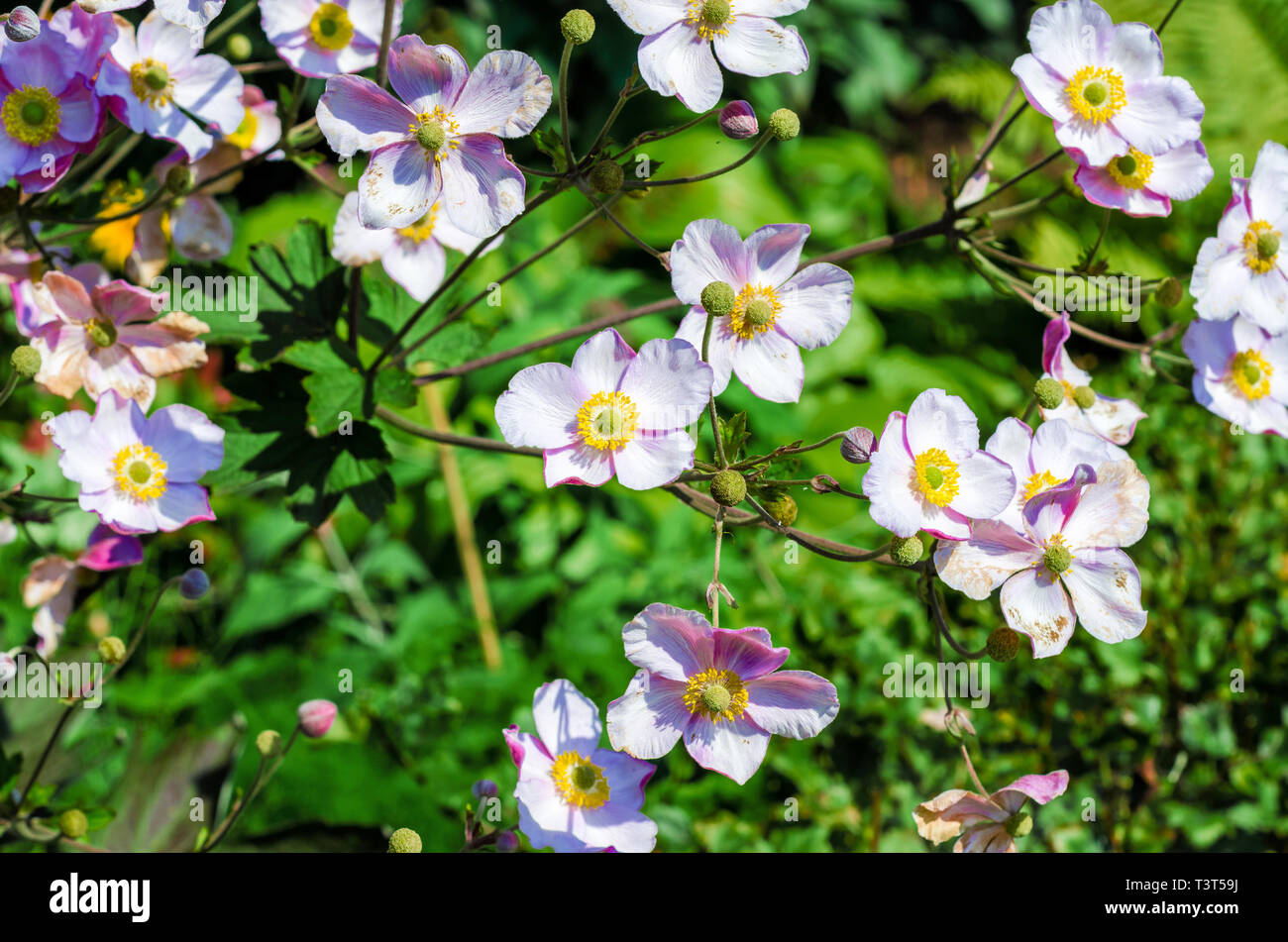 Japanese anemones anemone japonica hi-res stock photography and images ...