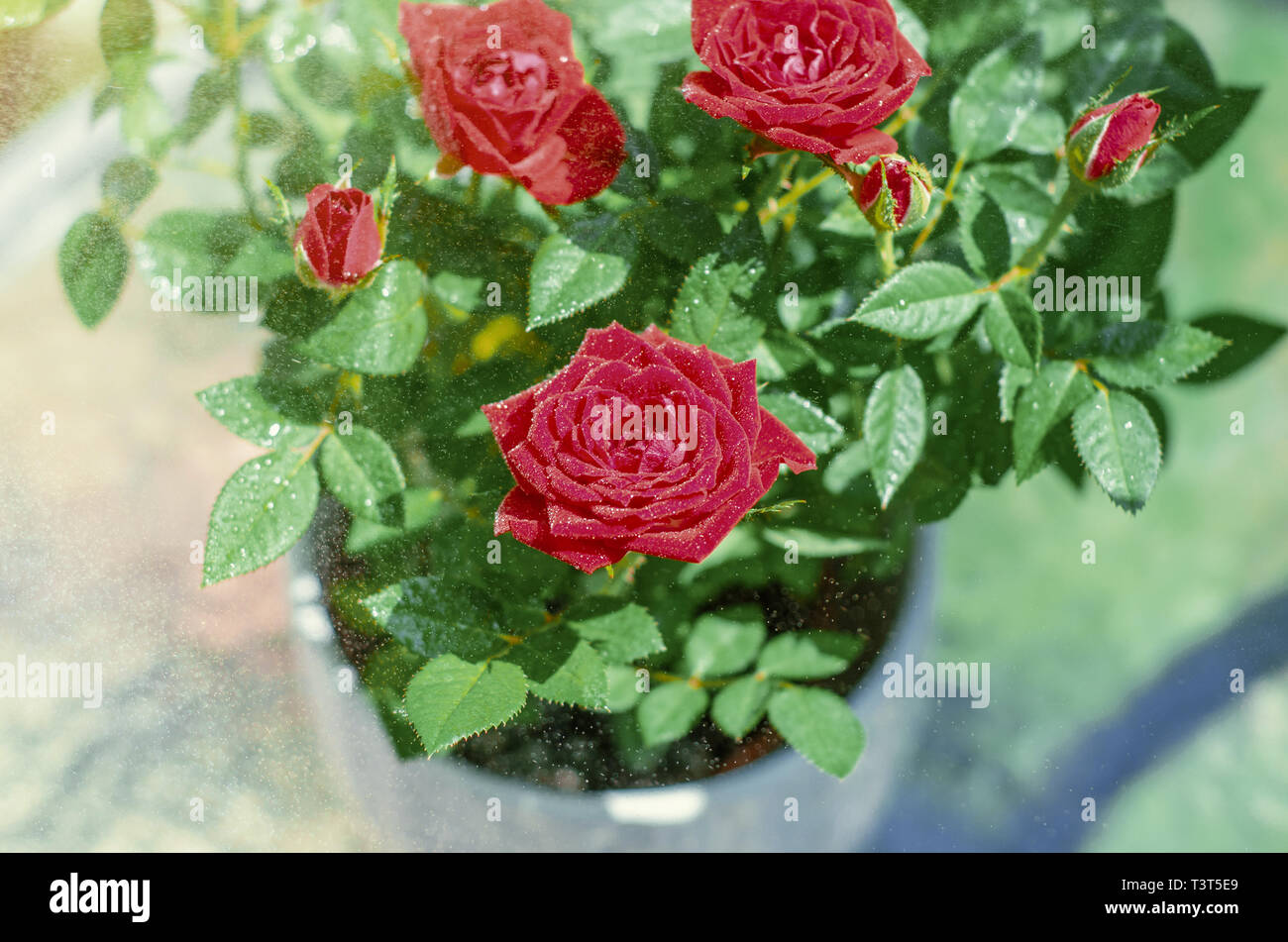 Decorative red roses in a pot, drops of water, spraying Stock Photo - Alamy