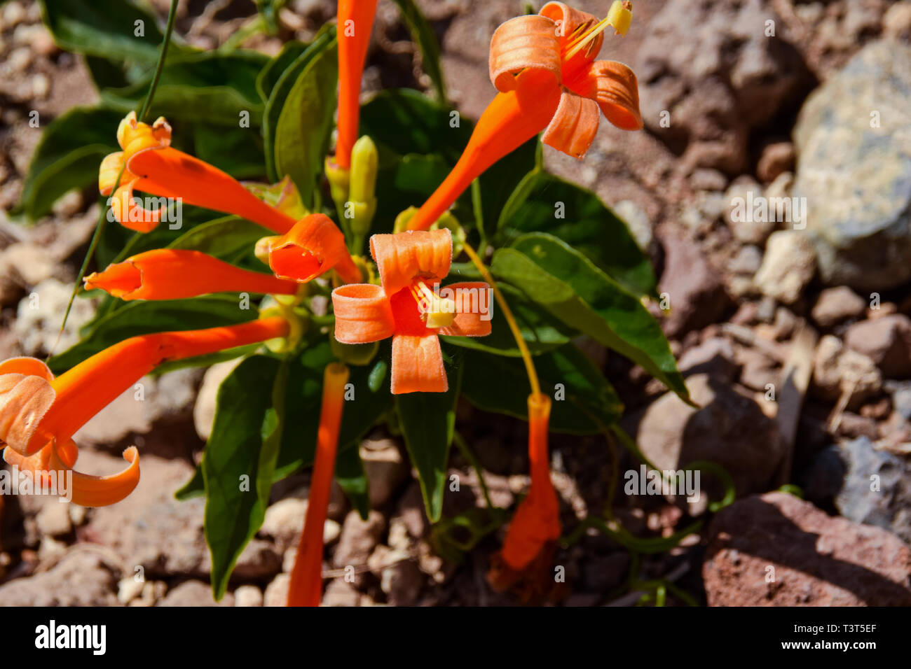 Twining plants hi-res stock photography and images - Alamy