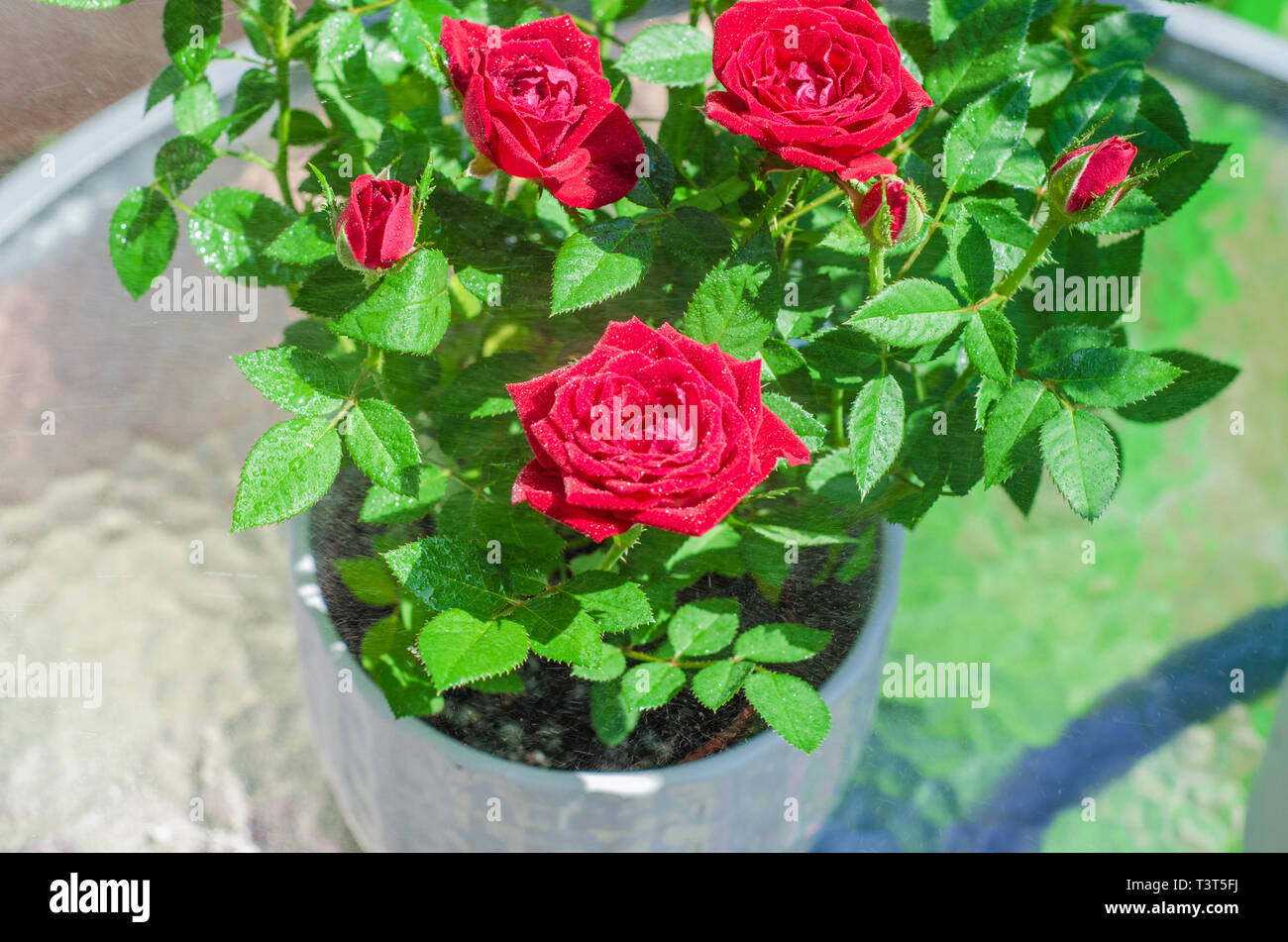 Decorative red roses in a pot, drops of water, spraying Stock Photo - Alamy