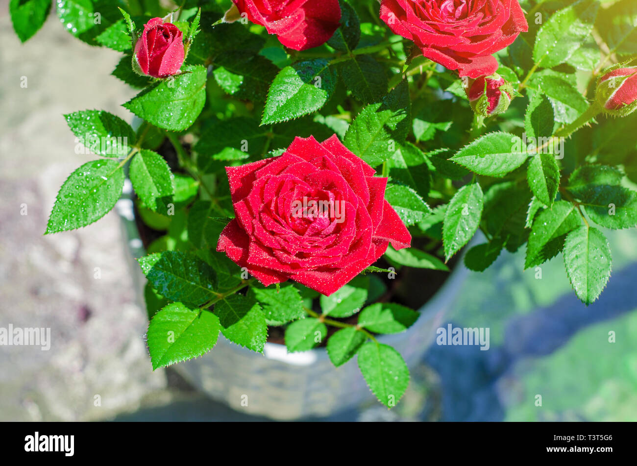 Rose caprice hi-res stock photography and images - Alamy