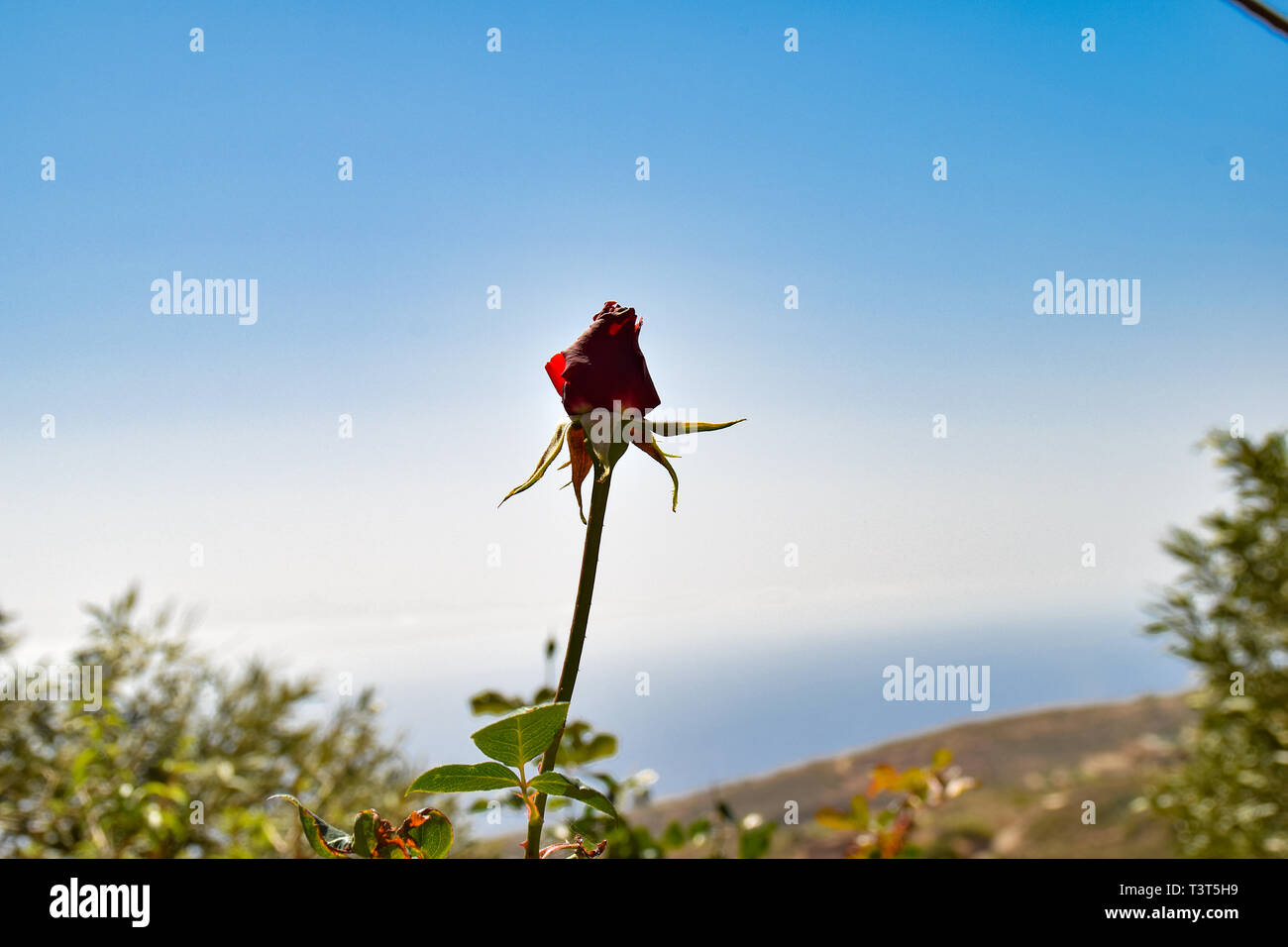 Beauty exotic flowers roses plants hi-res stock photography and images ...