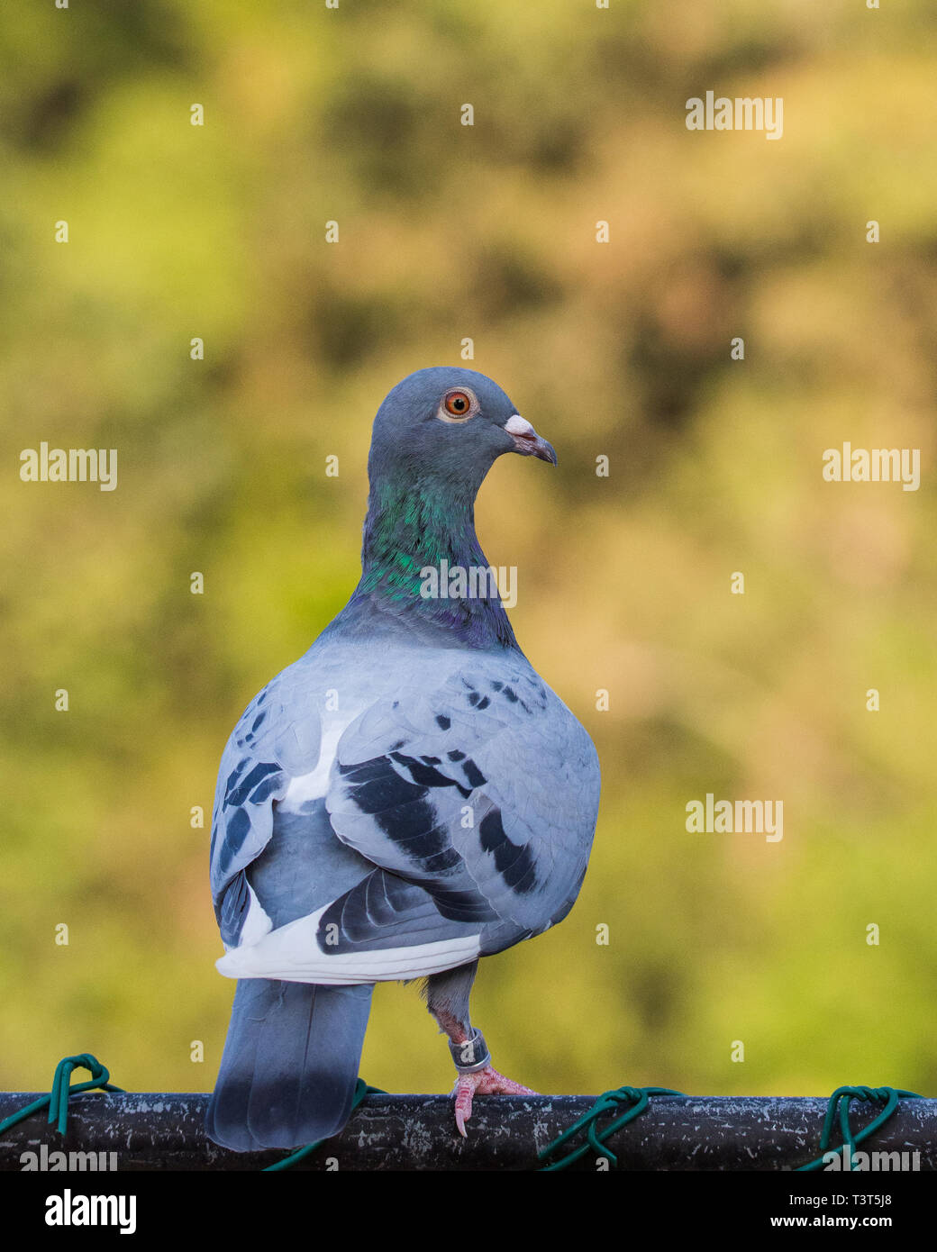 Pigeon wing hi-res stock photography and images - Alamy
