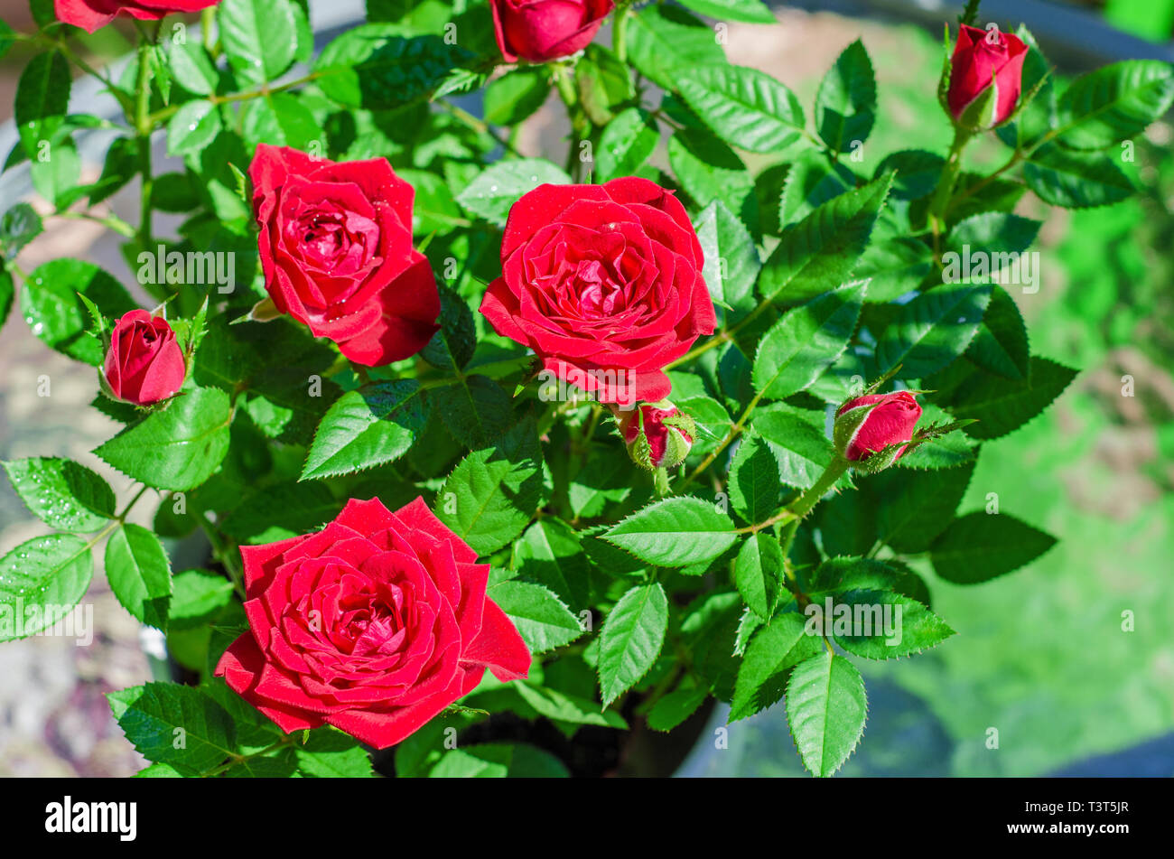 Decorative red roses in a pot, drops of water, spraying Stock Photo - Alamy