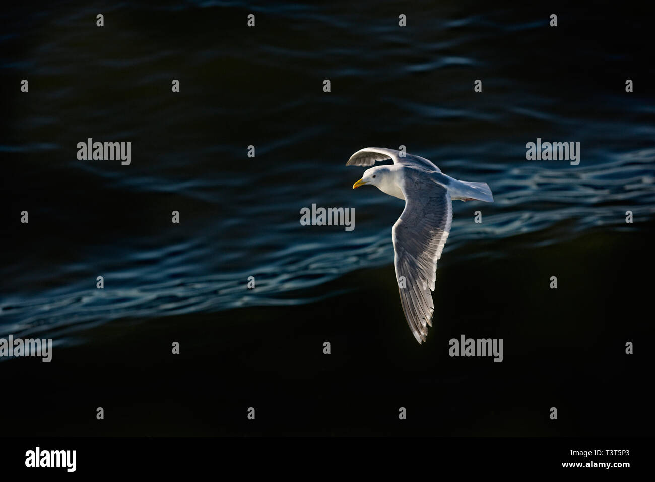 Seagull seattle washington hi-res stock photography and images - Alamy