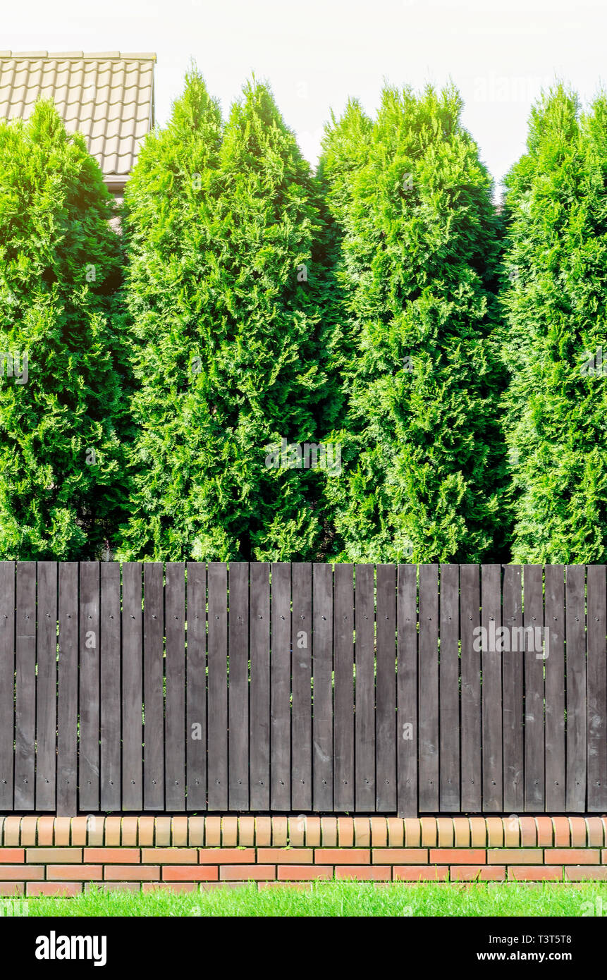 Ttree High Resolution Stock Photography and Images - Alamy