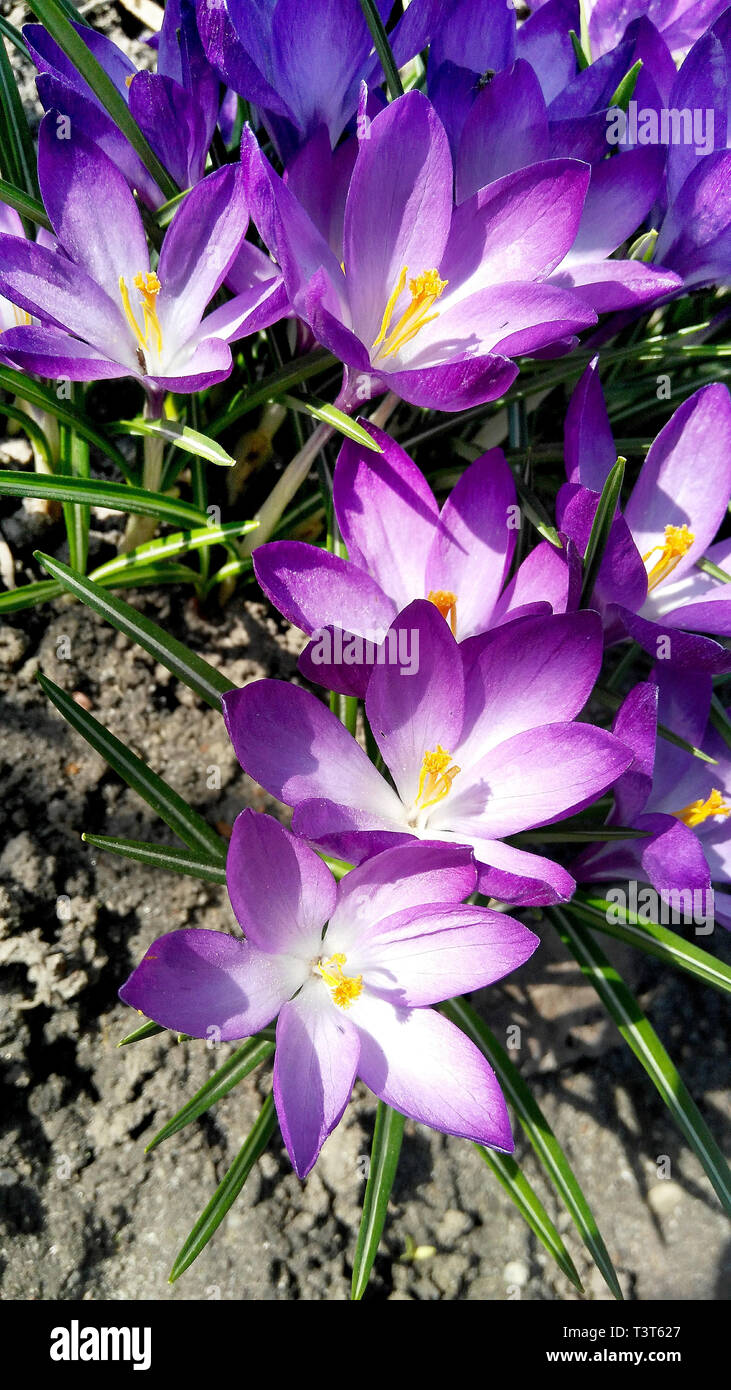 Fiolet hi-res stock photography and images - Alamy