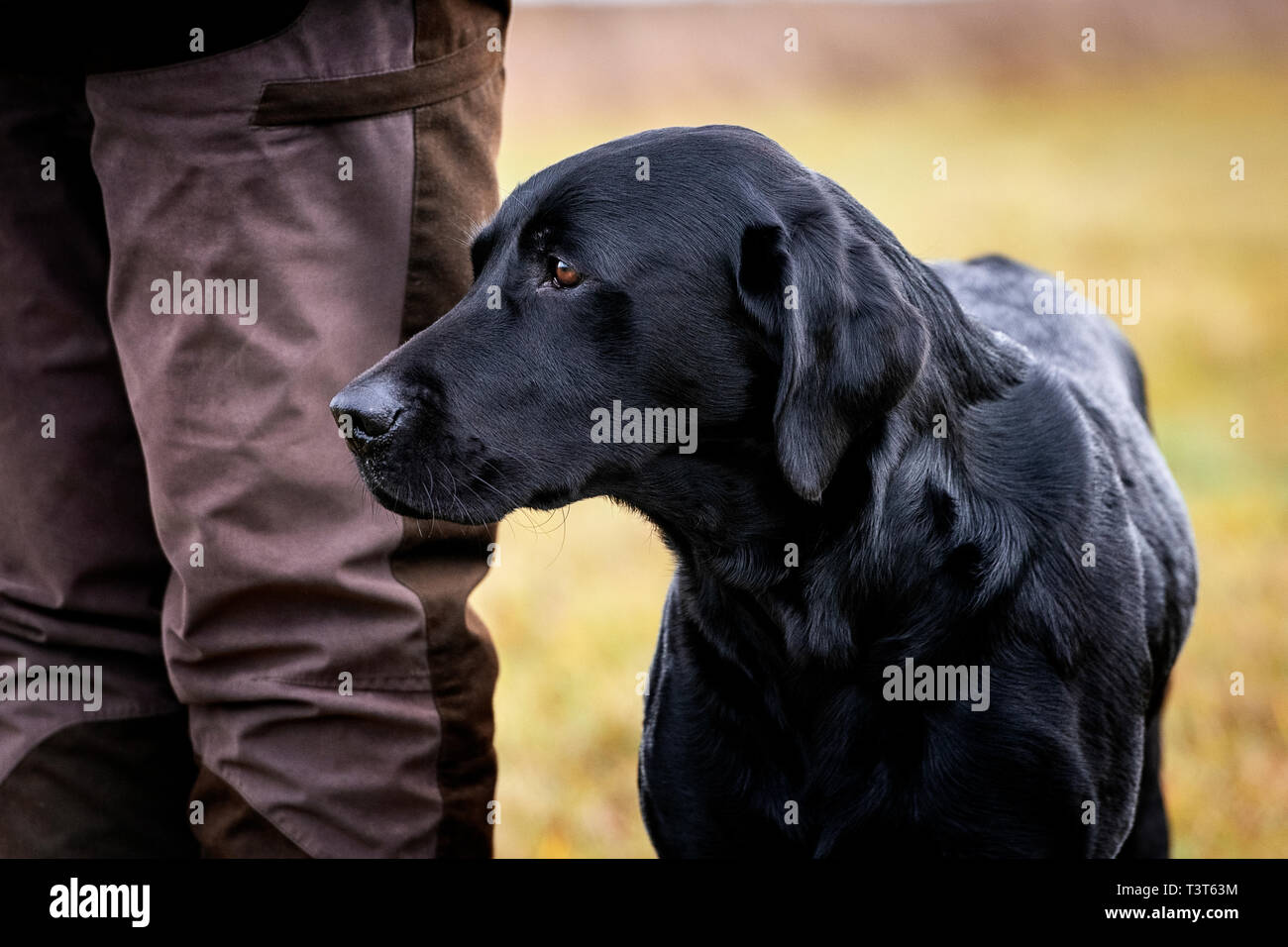 Working Gundogs Labrador retrievers Stock Photo - Alamy