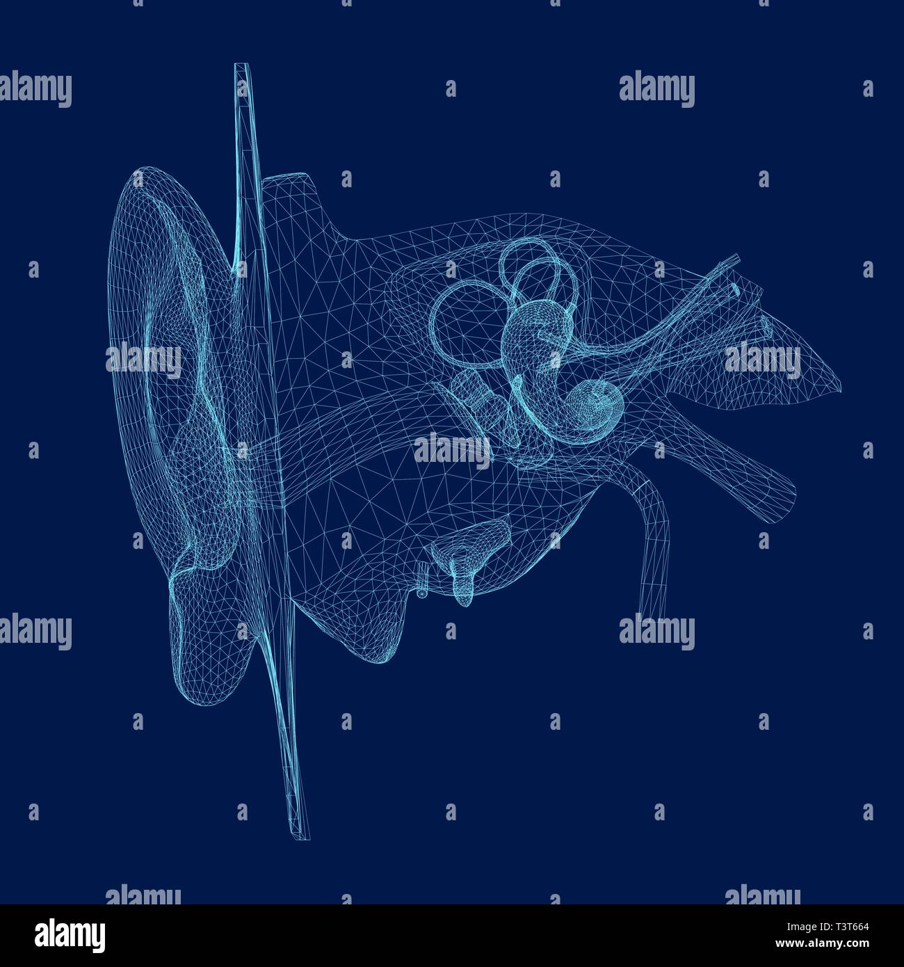 Wireframe of the internal structure of the human ear. 3D. Front view ...