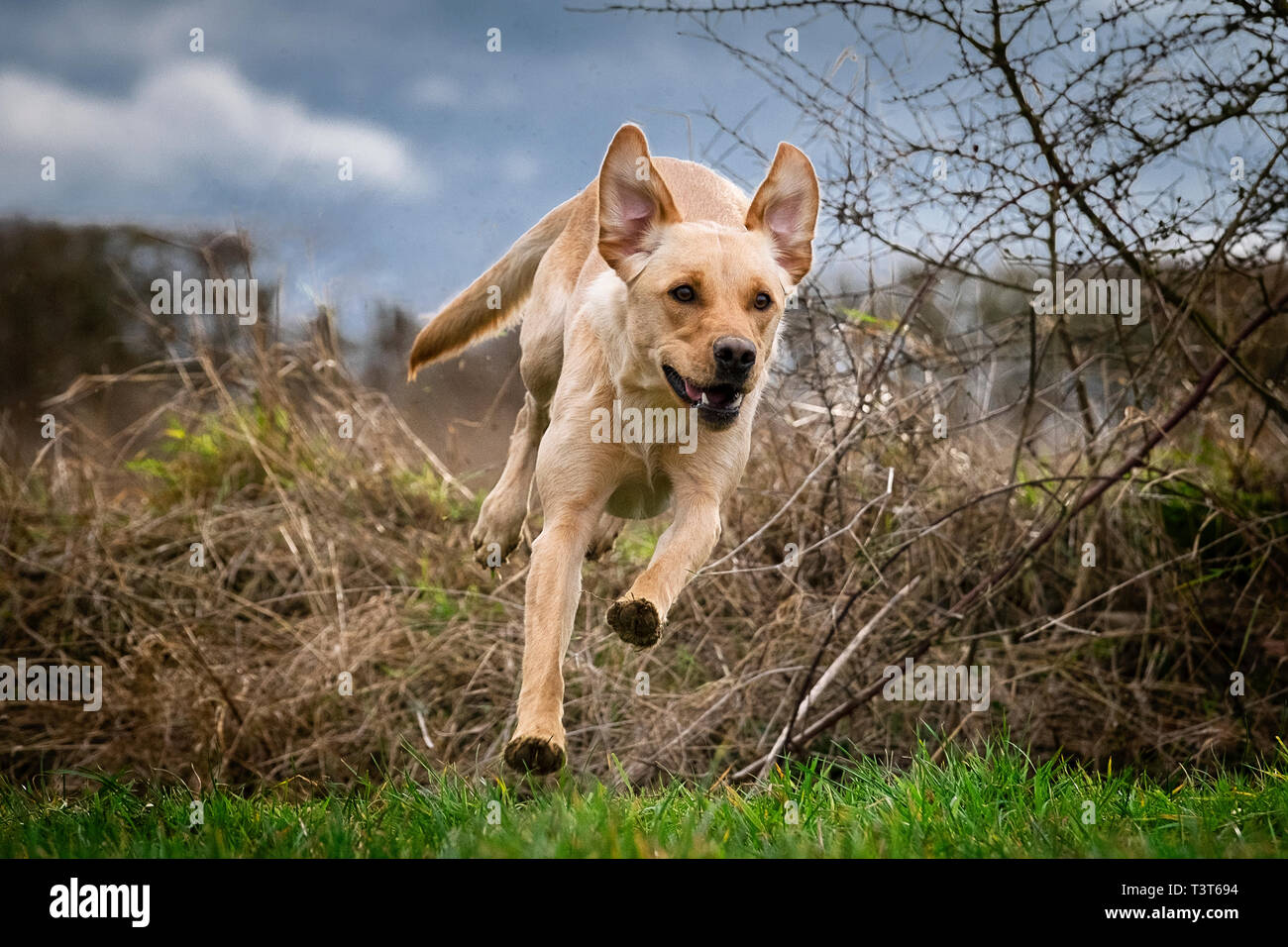 Working Gundogs Labrador retrievers Stock Photo - Alamy