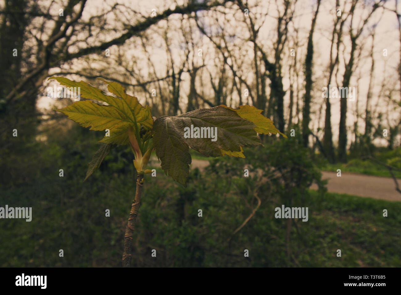 Leaves Sprouting In Spring Stock Photo - Alamy