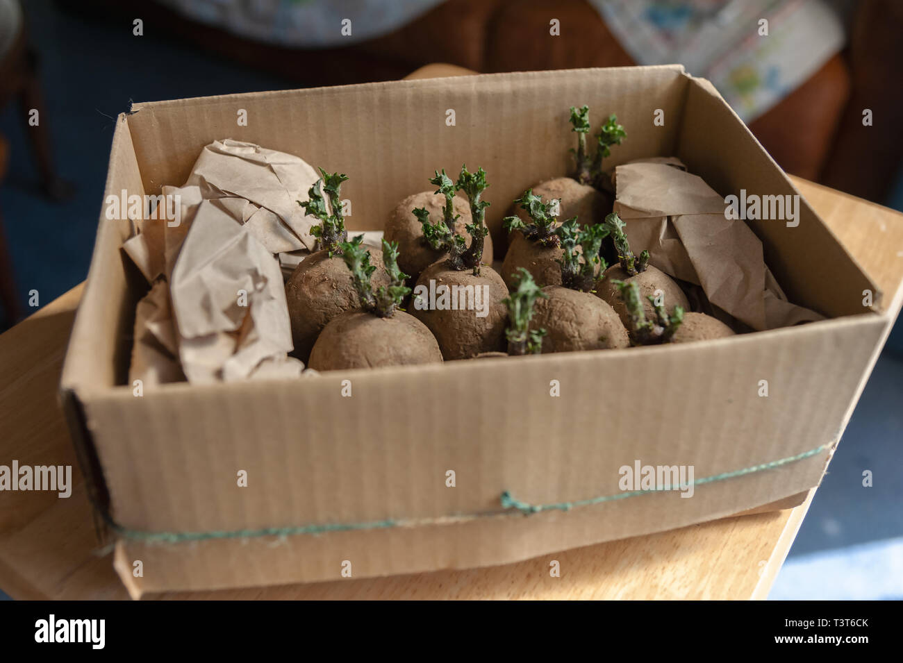Potatoes sprouting by a window before being planted out when the soil ...