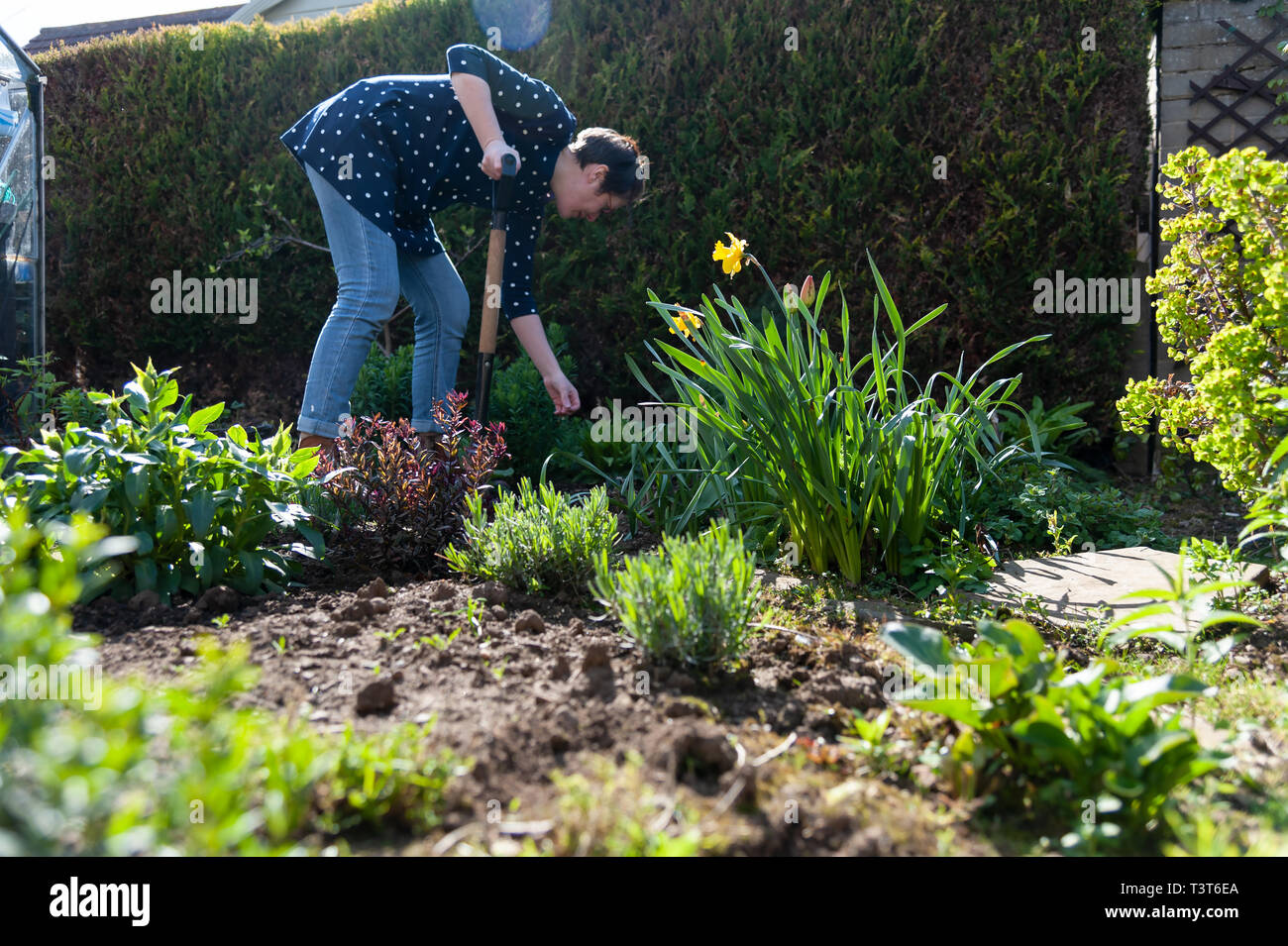 Woman spade in garden hi-res stock photography and images - Alamy
