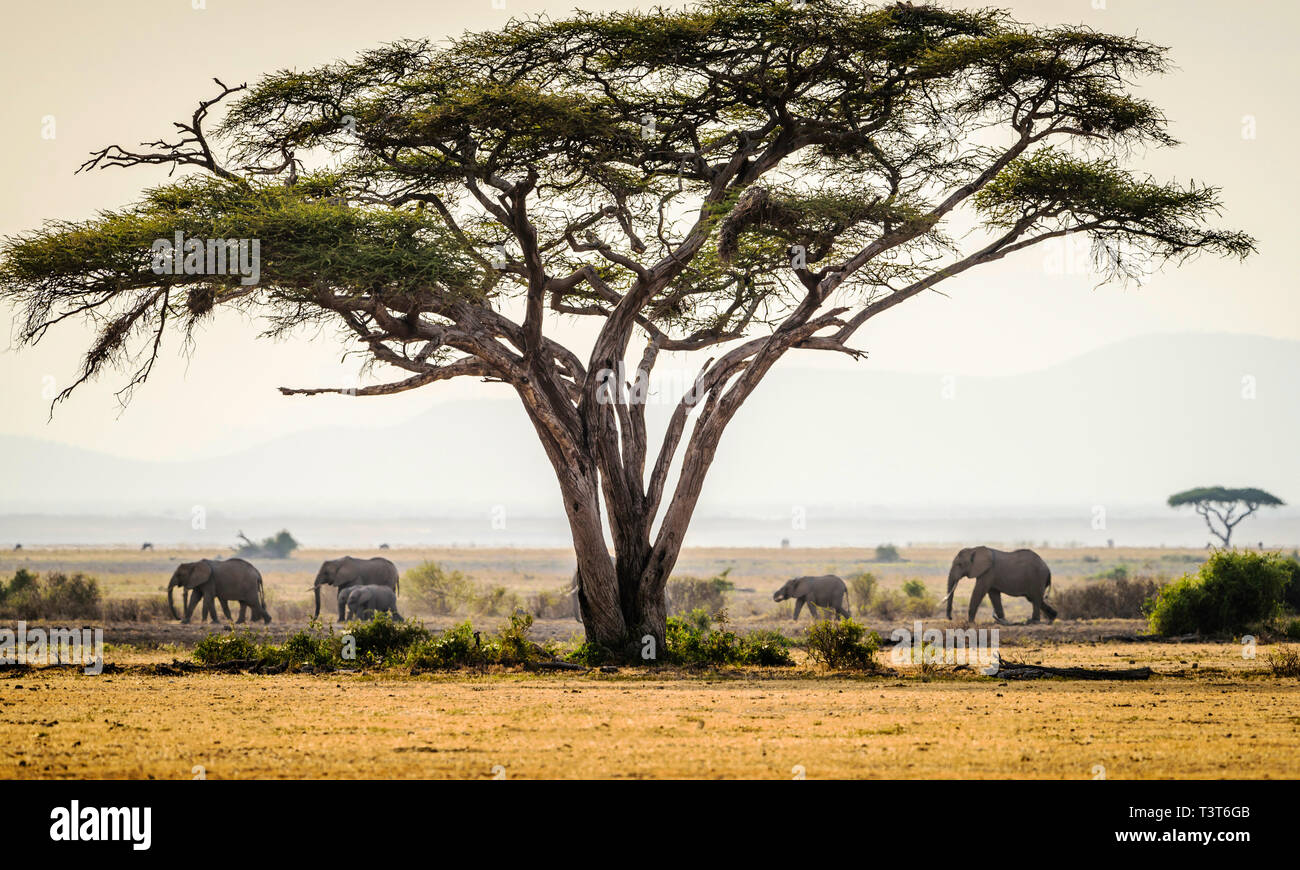 Elephants under trees hi-res stock photography and images - Alamy