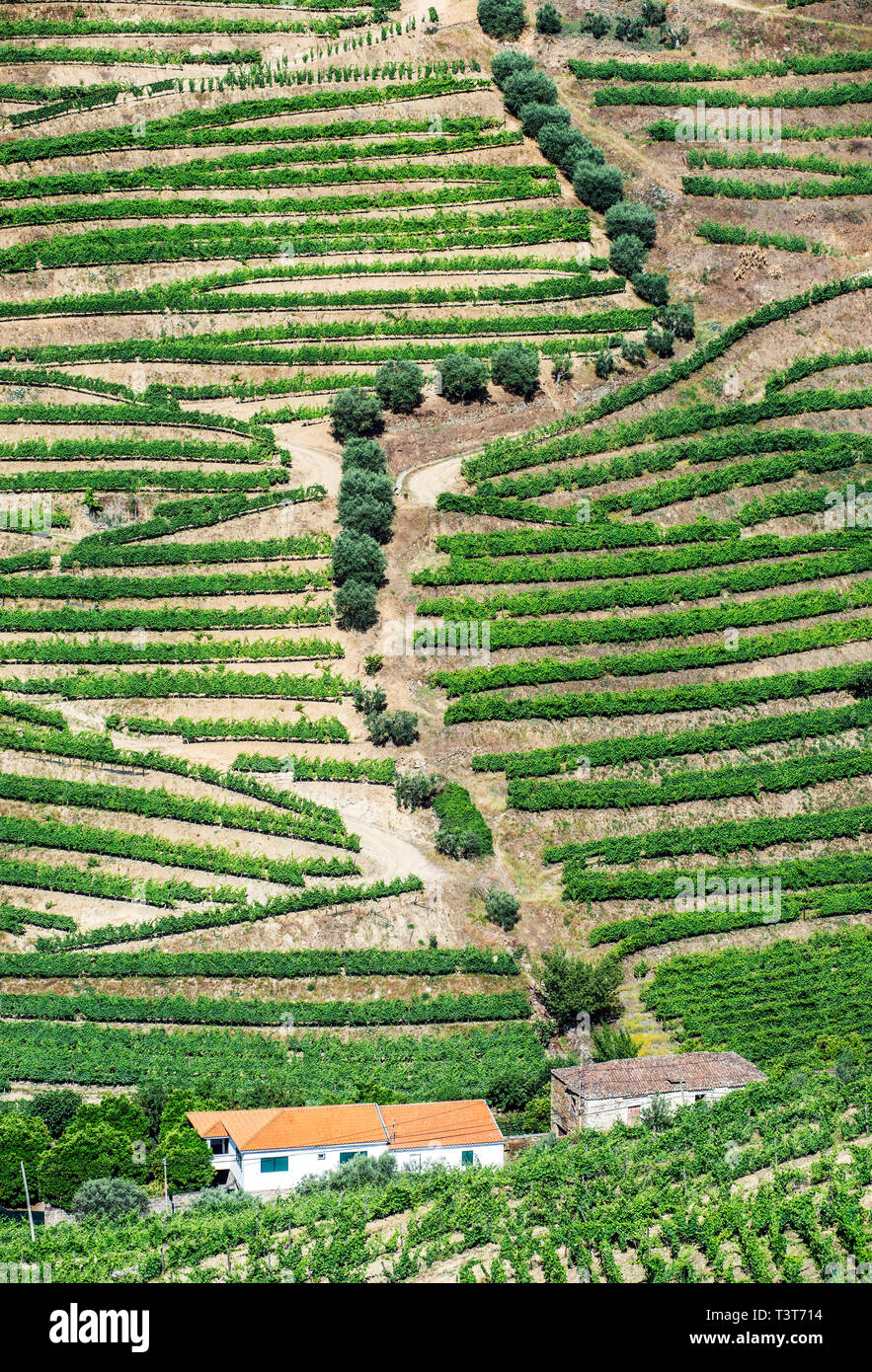 Rice fields in rural landscape Stock Photo - Alamy