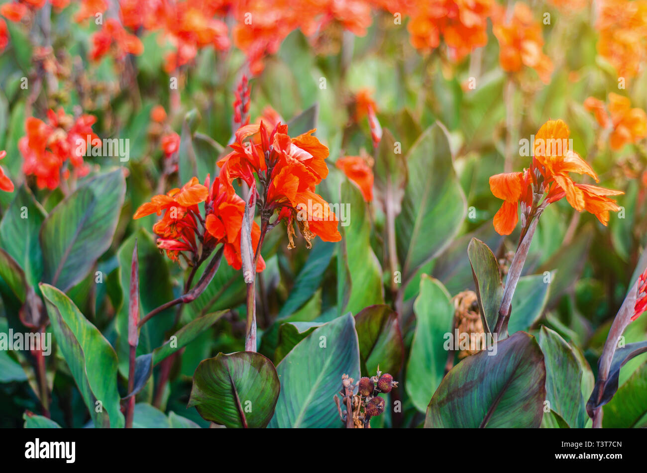 Tall red flowers in hi-res stock photography and images - Alamy