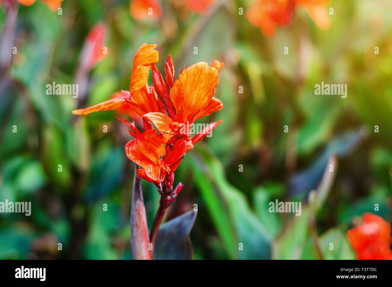 Tall red flowers in hi-res stock photography and images - Alamy