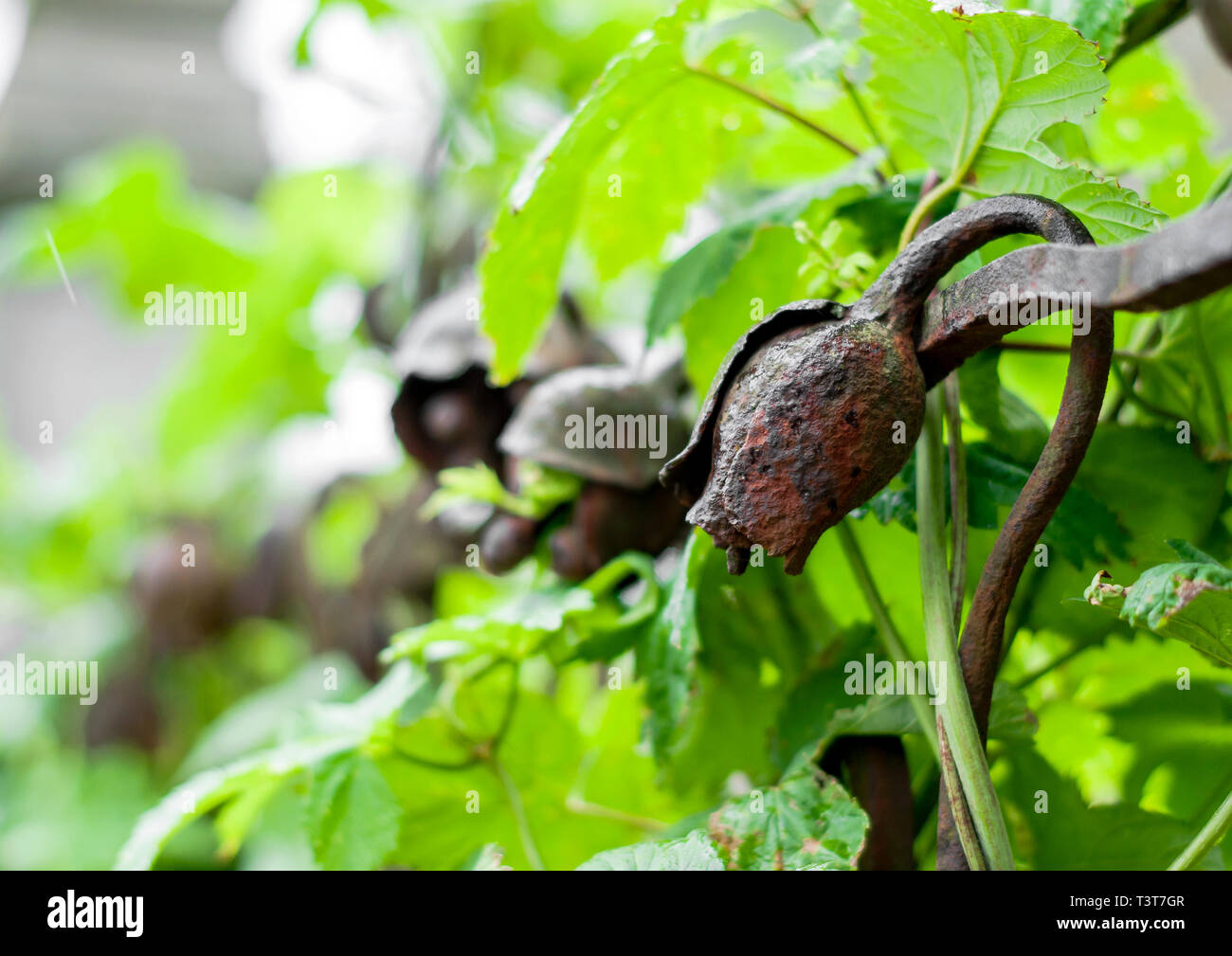 Metal forged rose on the grave of the old cemetery fence Stock Photo ...