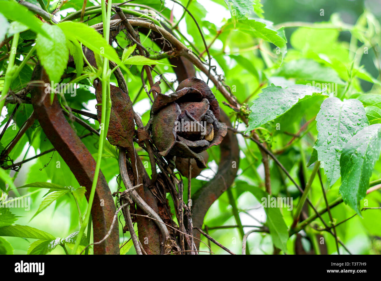 Metal forged rose on the grave of the old cemetery fence Stock Photo ...