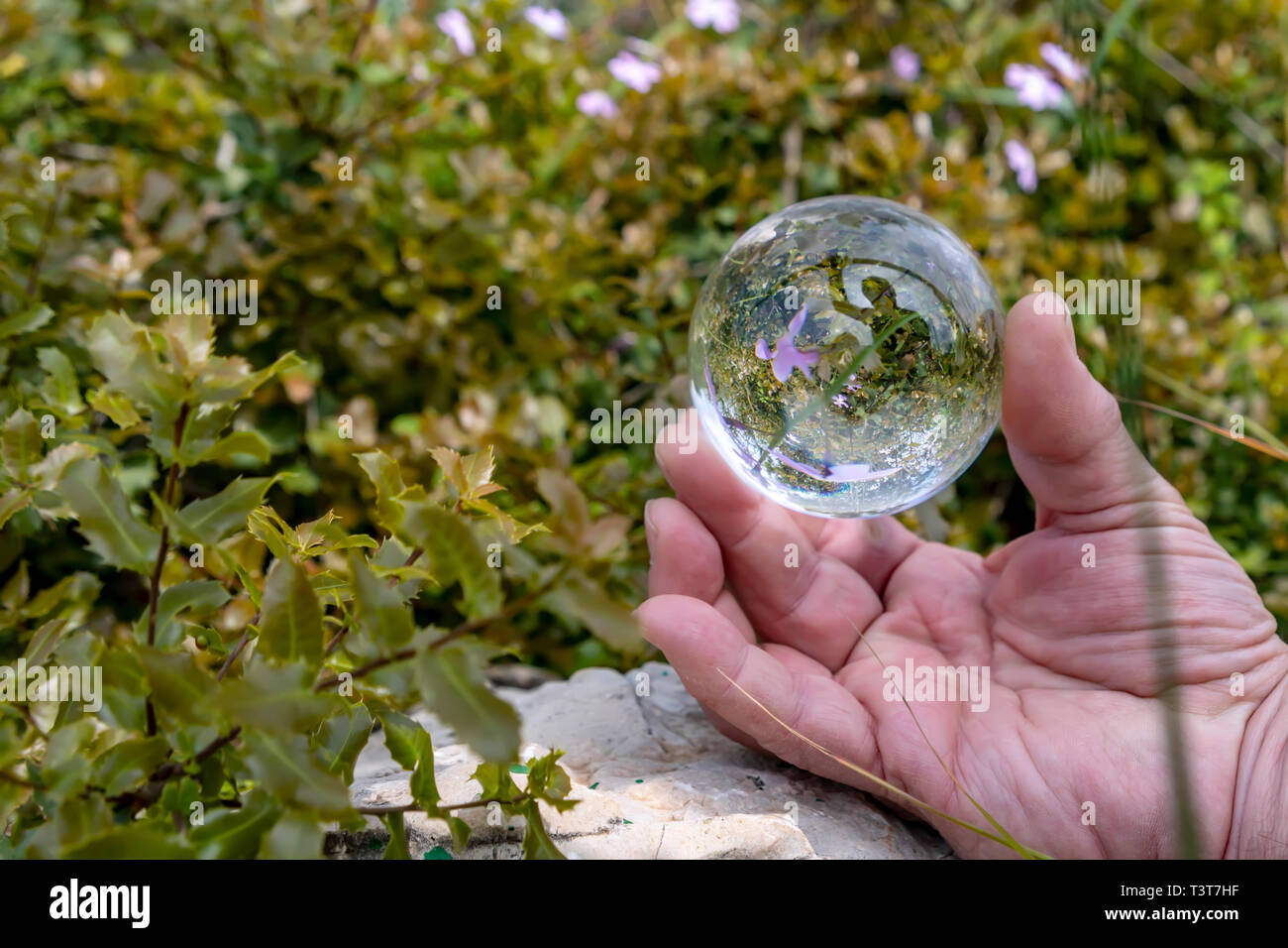 Man's hand holding a crystal ball with reflected flowers in it close up ...