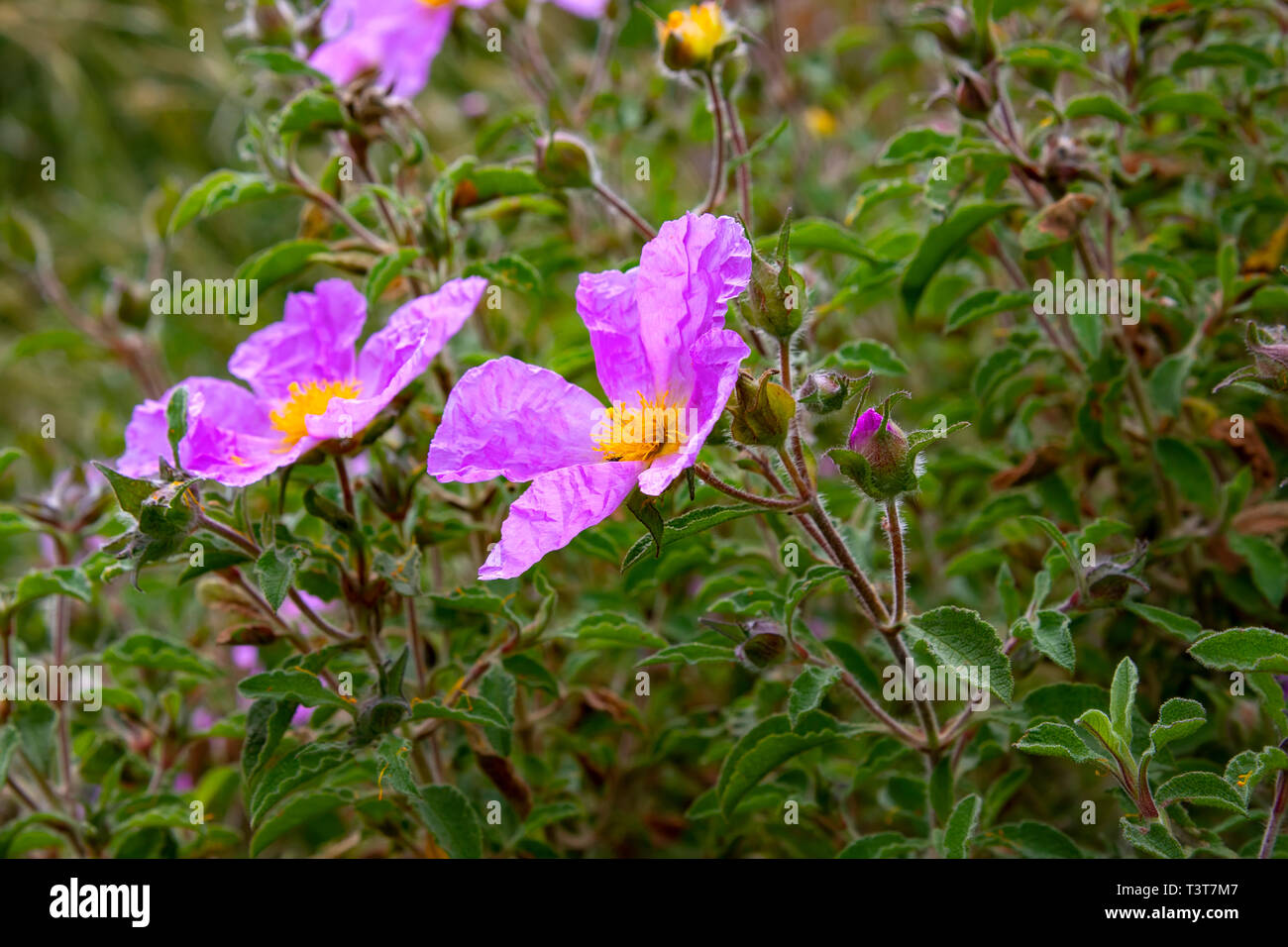 Bud background rosa hi-res stock photography and images - Alamy