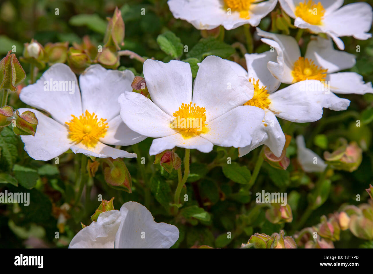 Flowers and buds of a white field rose - Rosa arvensis close up Stock ...