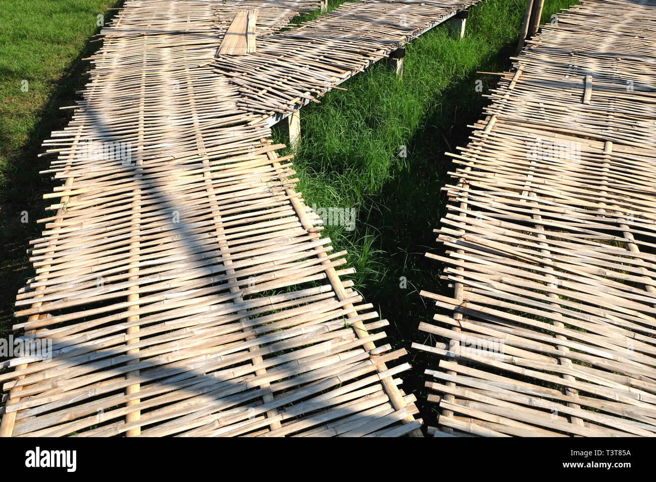 Wooden path at green rice organic field and bamboo bridge, The ...