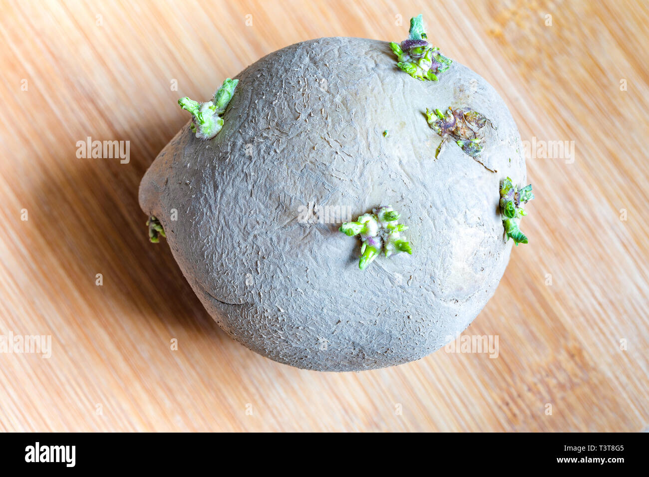 Potato with rhizomes, roots. Unhaelthy, contains toxic solanine Stock ...