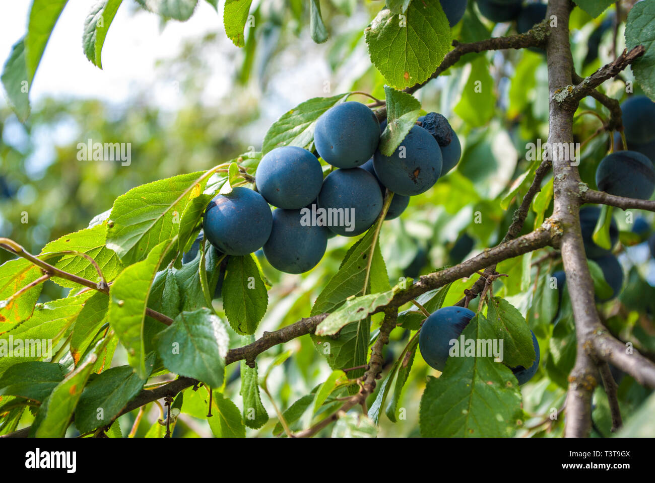 Head plums hi-res stock photography and images - Alamy
