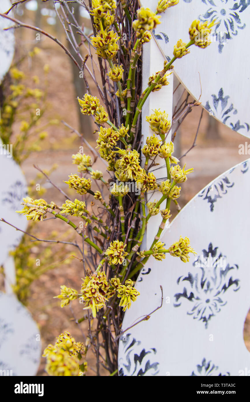 Wooden circle construction with tree branch Stock Photo - Alamy