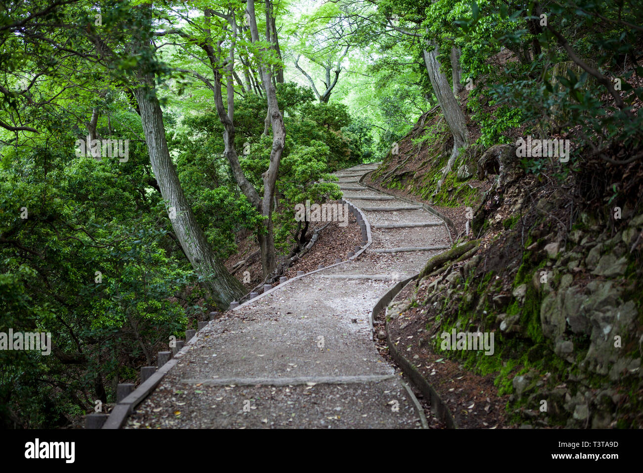 Winding forest path Stock Photo - Alamy