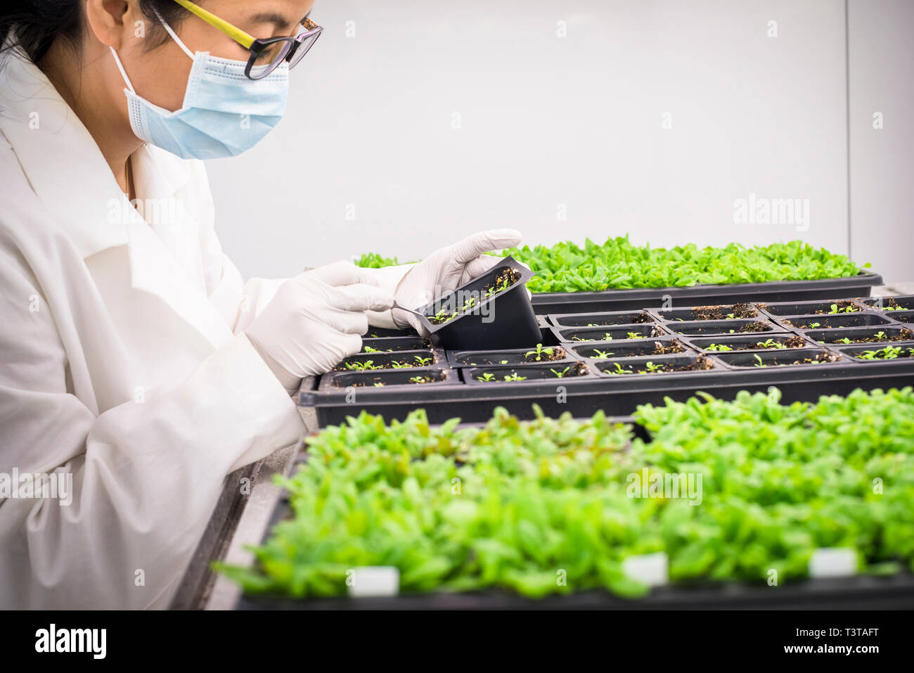 Asian scientist examining plants in laboratory Stock Photo - Alamy