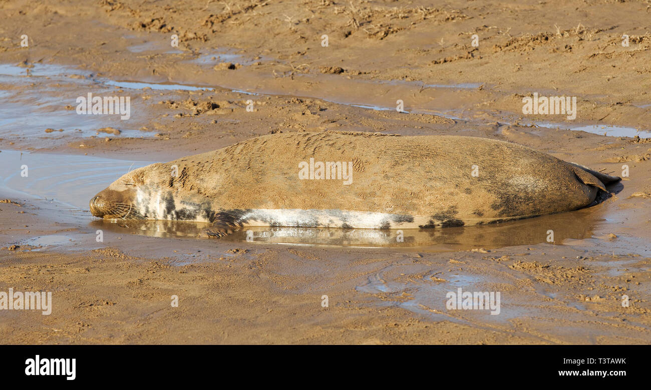 Atlantic Grey Seal lying in a tidal sandy pool Stock Photo - Alamy