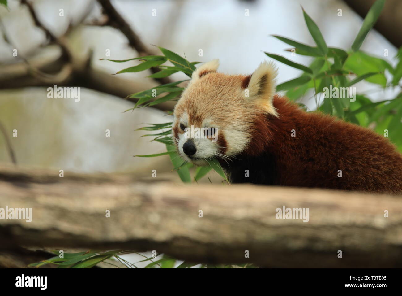 Cina panda hi-res stock photography and images - Alamy